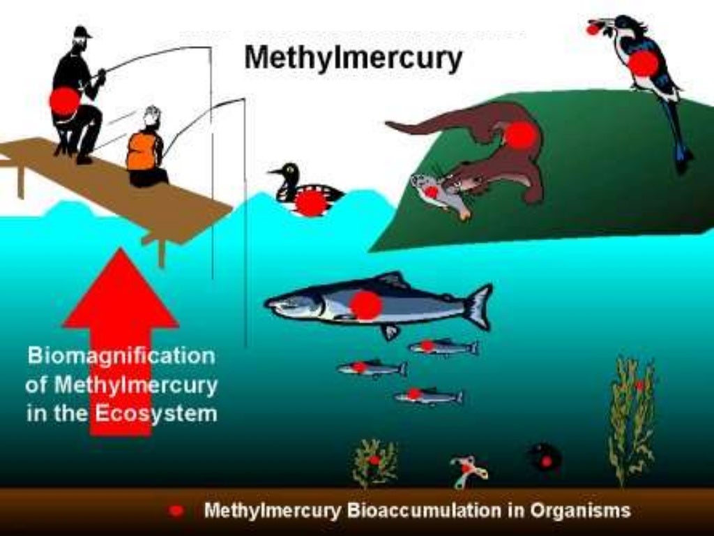 Bioaccumulation And Biomagnification