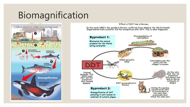 Biomagnification | PPT