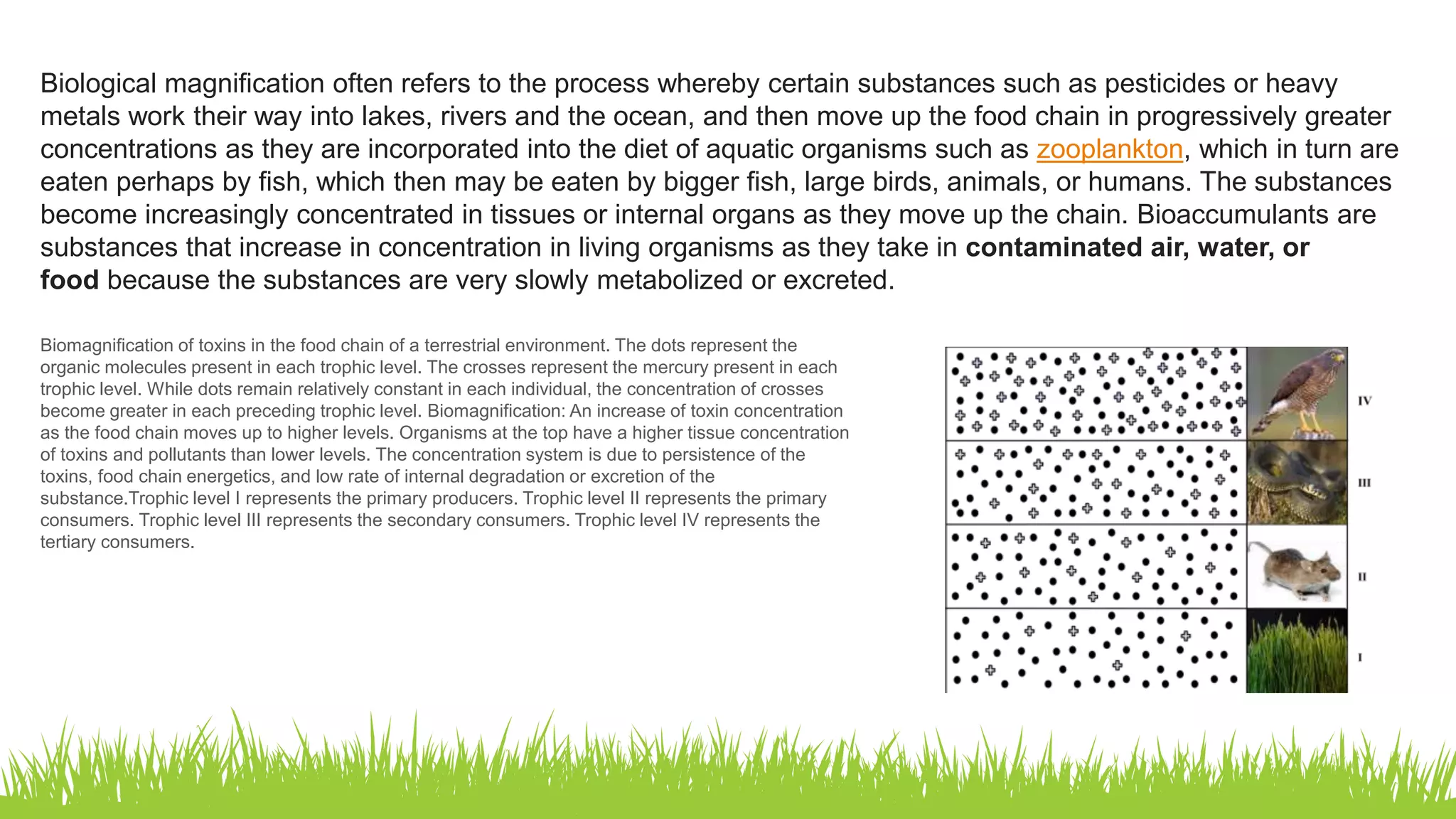 Biomagnification | PPTX