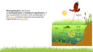 Biomagnification | PPTX