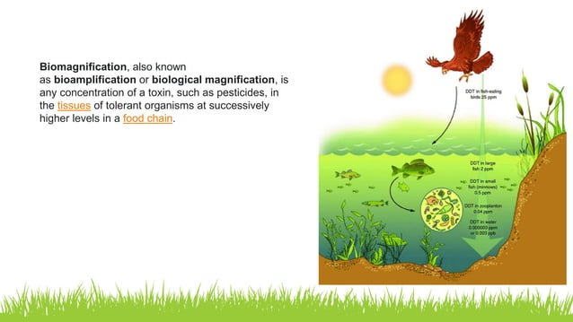 Biomagnification | PPTX | Chemistry | Science