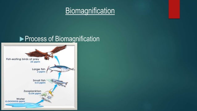 Biomagnification[1] | PPTX | Chemistry | Science