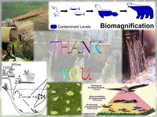 Biomagnification and 10% law | PPTX