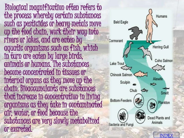 Biomagnification and 10% law | PPTX | Chemistry | Science