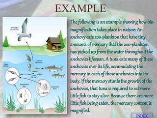Biomagnification and 10% law | PPTX