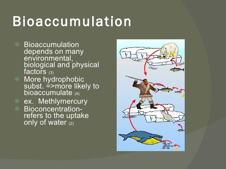 Biomagnification & bioaccumulation_2