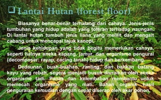 Bioma Hutan Hujan Tropis | PPT