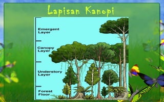 Bioma Hutan Hujan Tropis | PPT