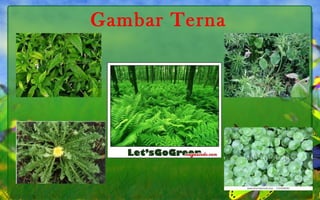 Bioma Hutan Hujan Tropis | PPT