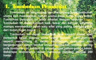 Bioma Hutan Hujan Tropis | PPT