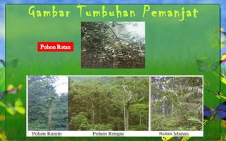 Bioma Hutan Hujan Tropis | PPT