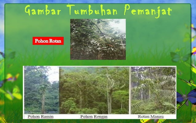 Bioma Hutan Hujan Tropis | PPT