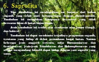 Bioma Hutan Hujan Tropis | PPT