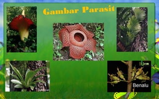 Bioma Hutan Hujan Tropis | PPT