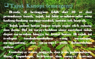 Bioma Hutan Hujan Tropis | PPT
