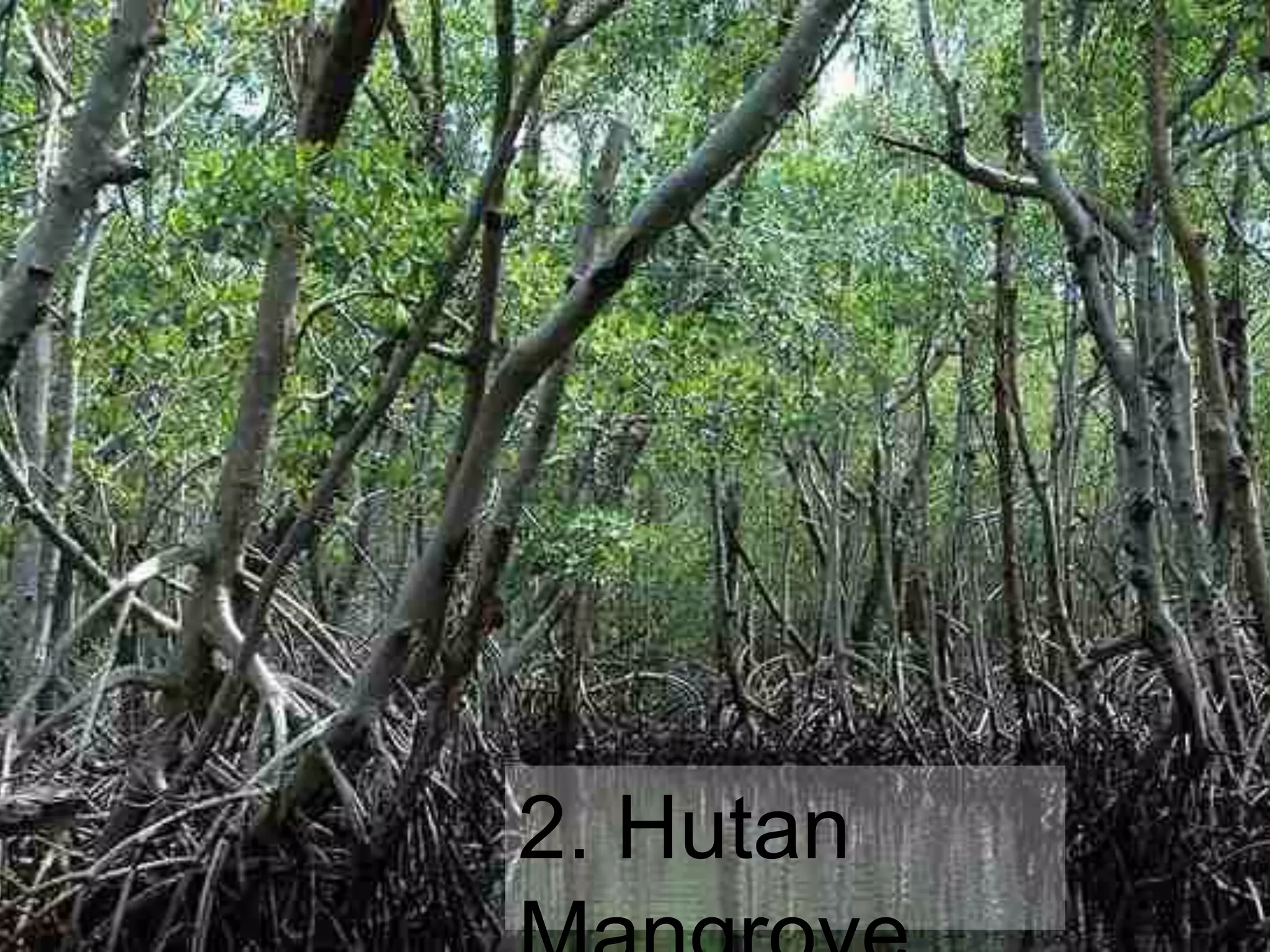 Bioma Hutan Tropis | PPTX