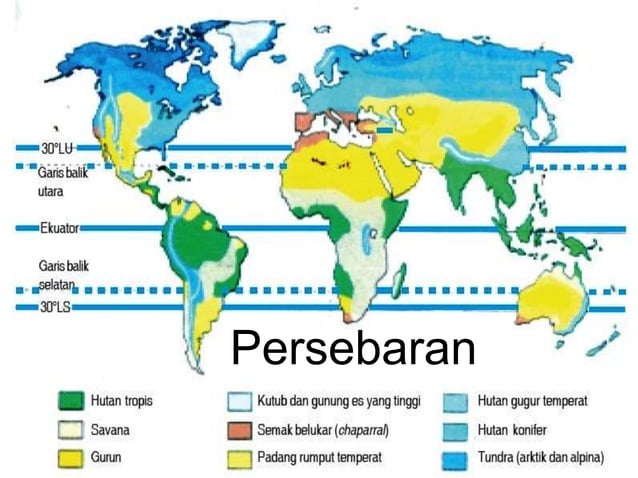 Daerah Persebaran Hutan Hujan Tropis - Perumperindo.co.id