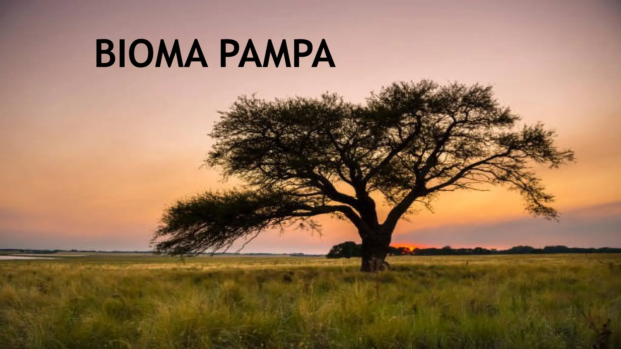 Biomas brasileiros-BIOMA PAMPA ou pampa gaucho.pptx