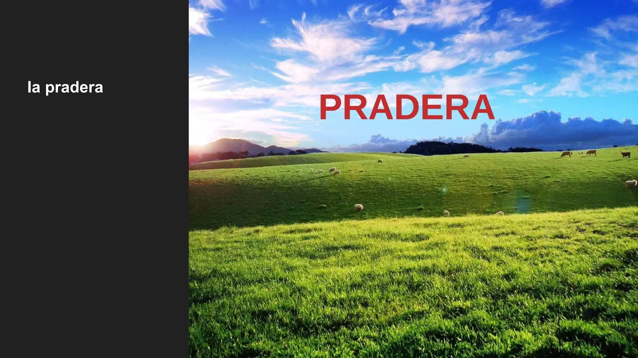 Bioma pradera | PPT
