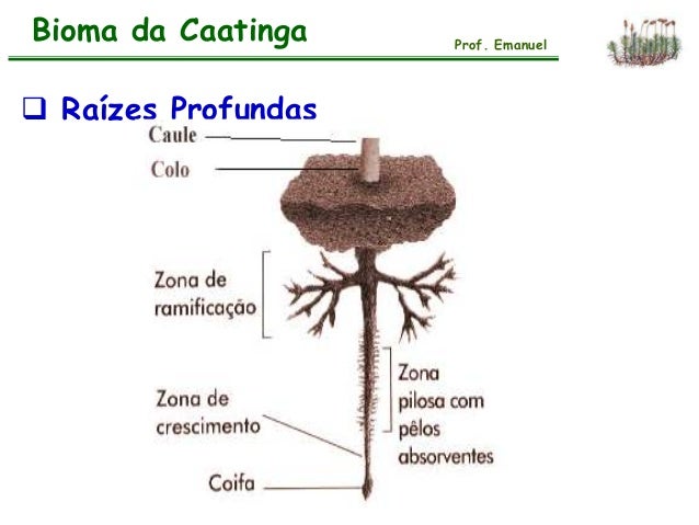 Biomas