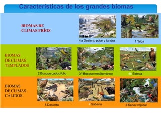 biomas.pptx