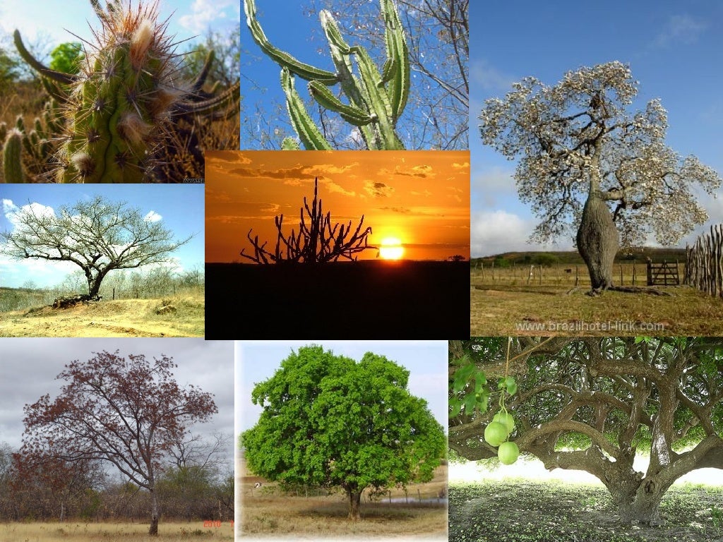 8 Tipos De Biomas Terrestres Caracteristicas Ejemplos Y Fotos Images Images