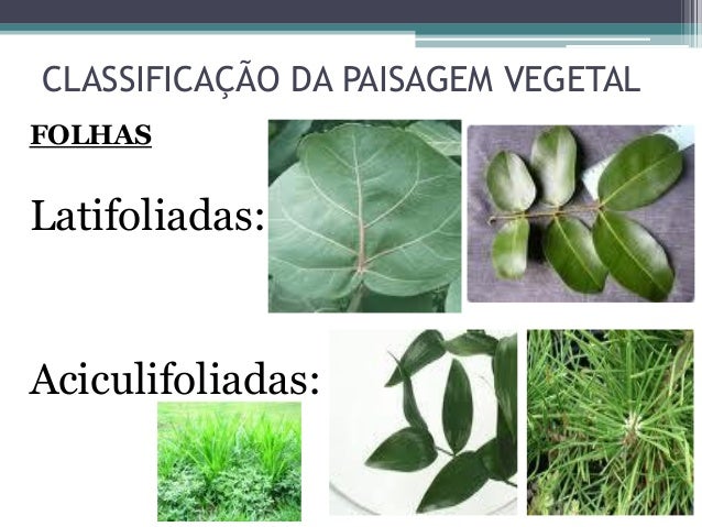 Biomas mundo e brasil