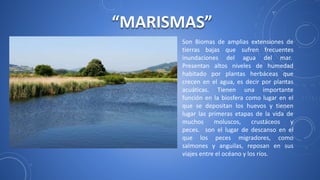Biomas: Manglares y Marismas | PPTX