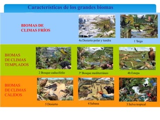 BIOMAS DEL MUNDO .pdf AMBIENTAL DE LA EDUCACION | PDF