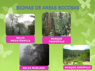 Biomas de venezuela | PPT