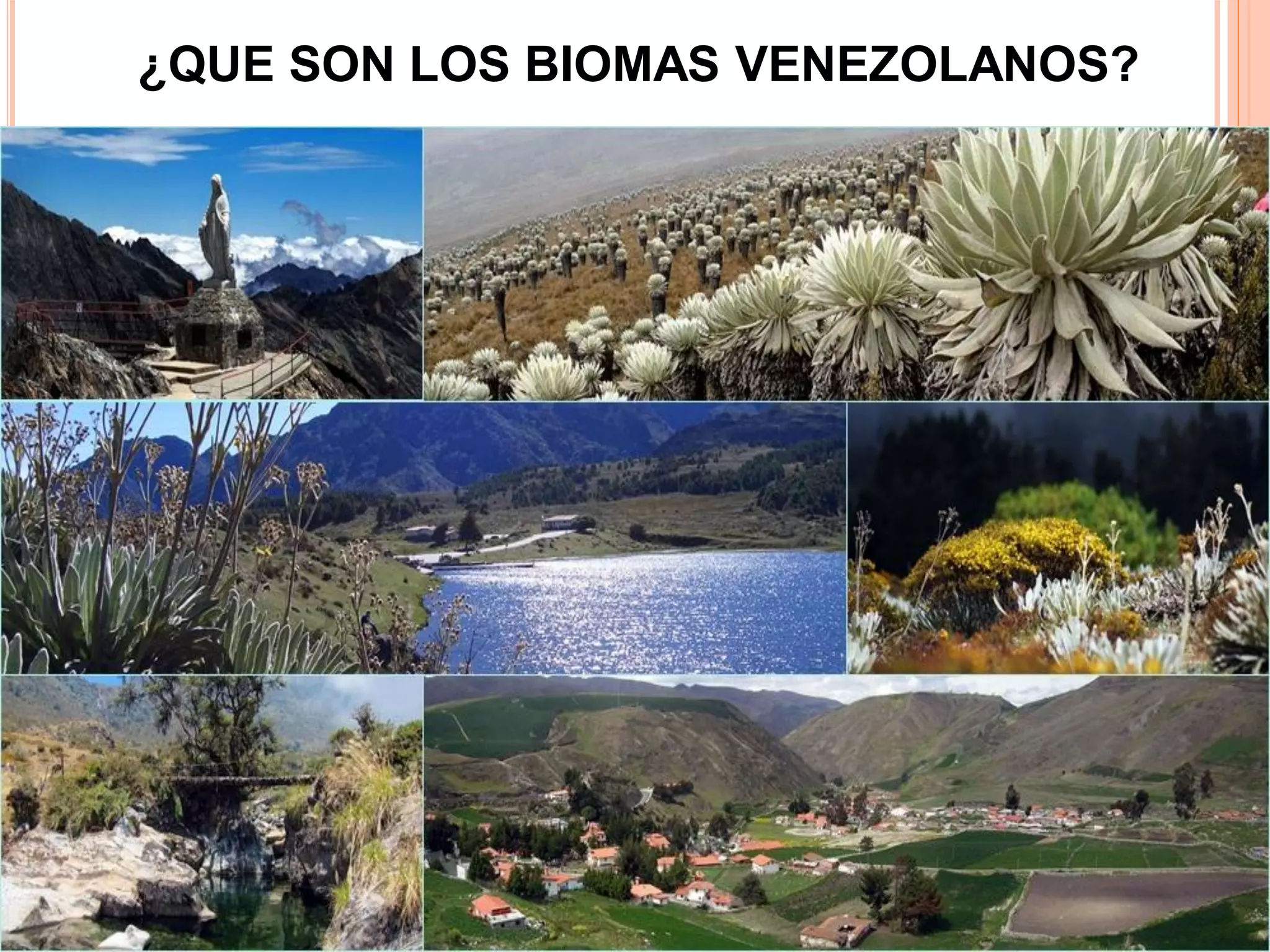 Biomas de venezuela | PDF