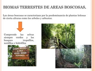 Biomas de venezuela | PDF