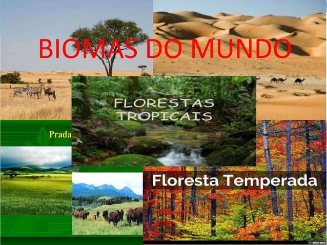 Os principais biomas do mundo | PPT