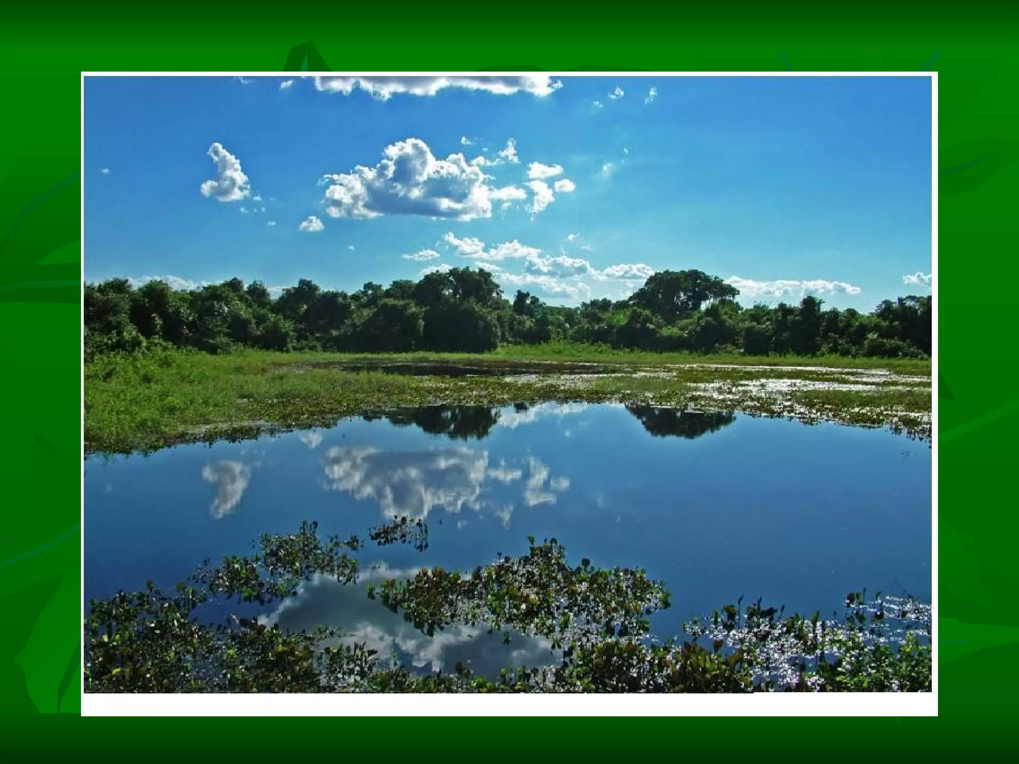 Biomas do mundo e do brasil | PPT