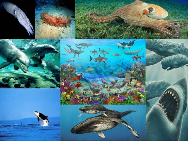 DIVERSIDAD MARITIMA