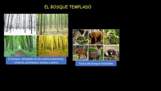 BIOMAS concepto, clasificacion, importancia | PPTX