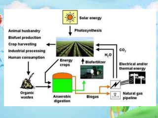 Biomass estimation | PPT