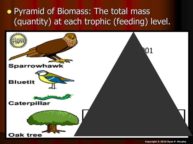 Ecology Pyramid of Numbers, Biomass Pyramid, Ecosystem Lesson ...