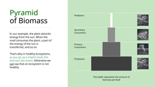 Understanding Biomass Transfer and Efficiency in Ecosystems: Food ...
