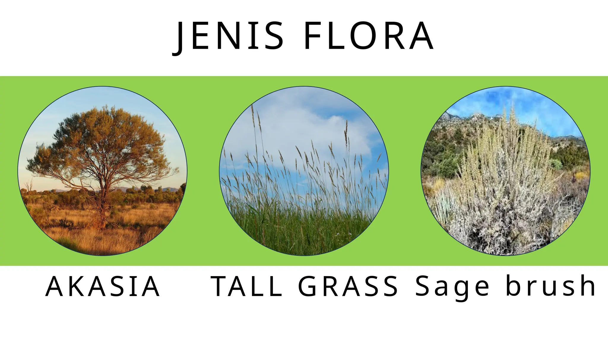 Bioma Stepa Persebaran Flora di Dunia XI | PPT