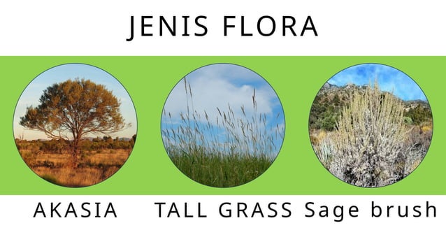 Bioma Stepa Persebaran Flora di Dunia XI | PPT