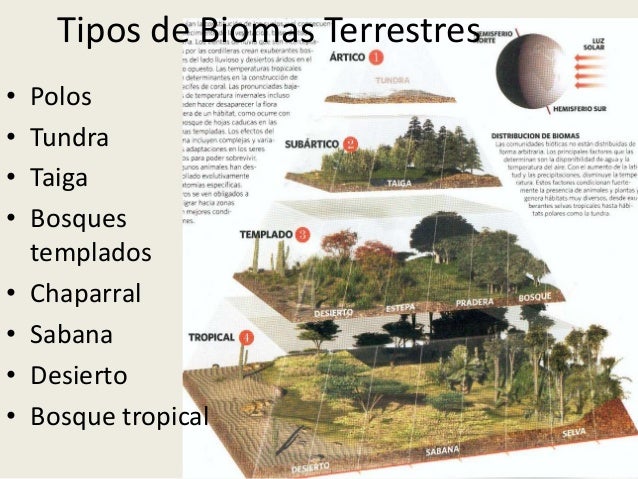 BIOLOGÍA: BIOMAS