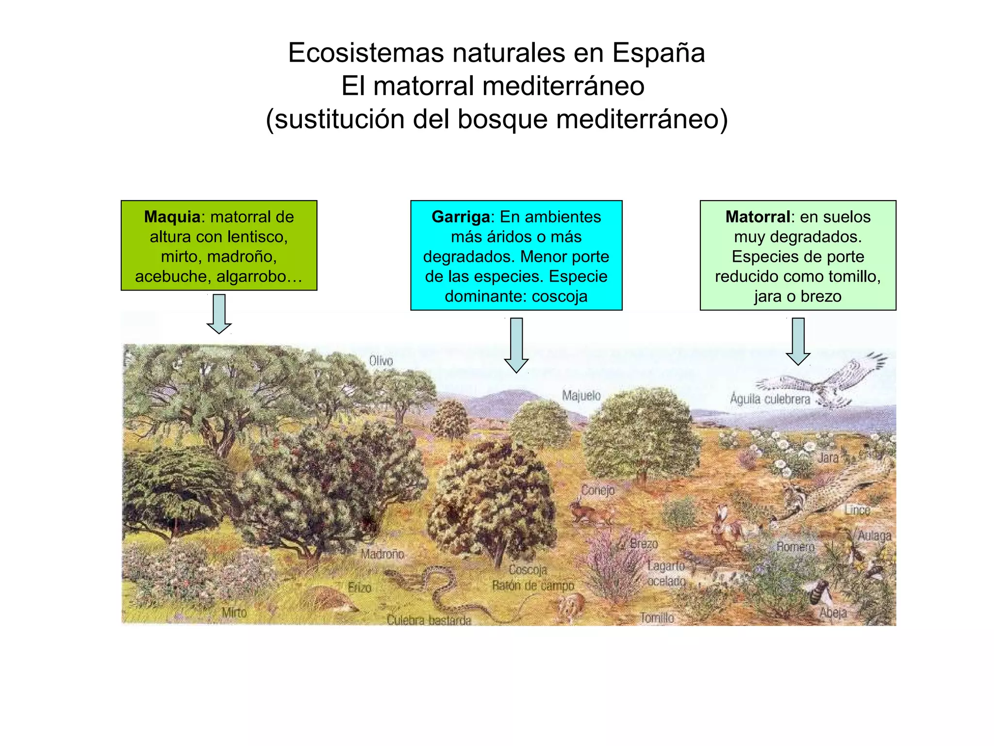Biomas y ecosistemas españoles | PPT