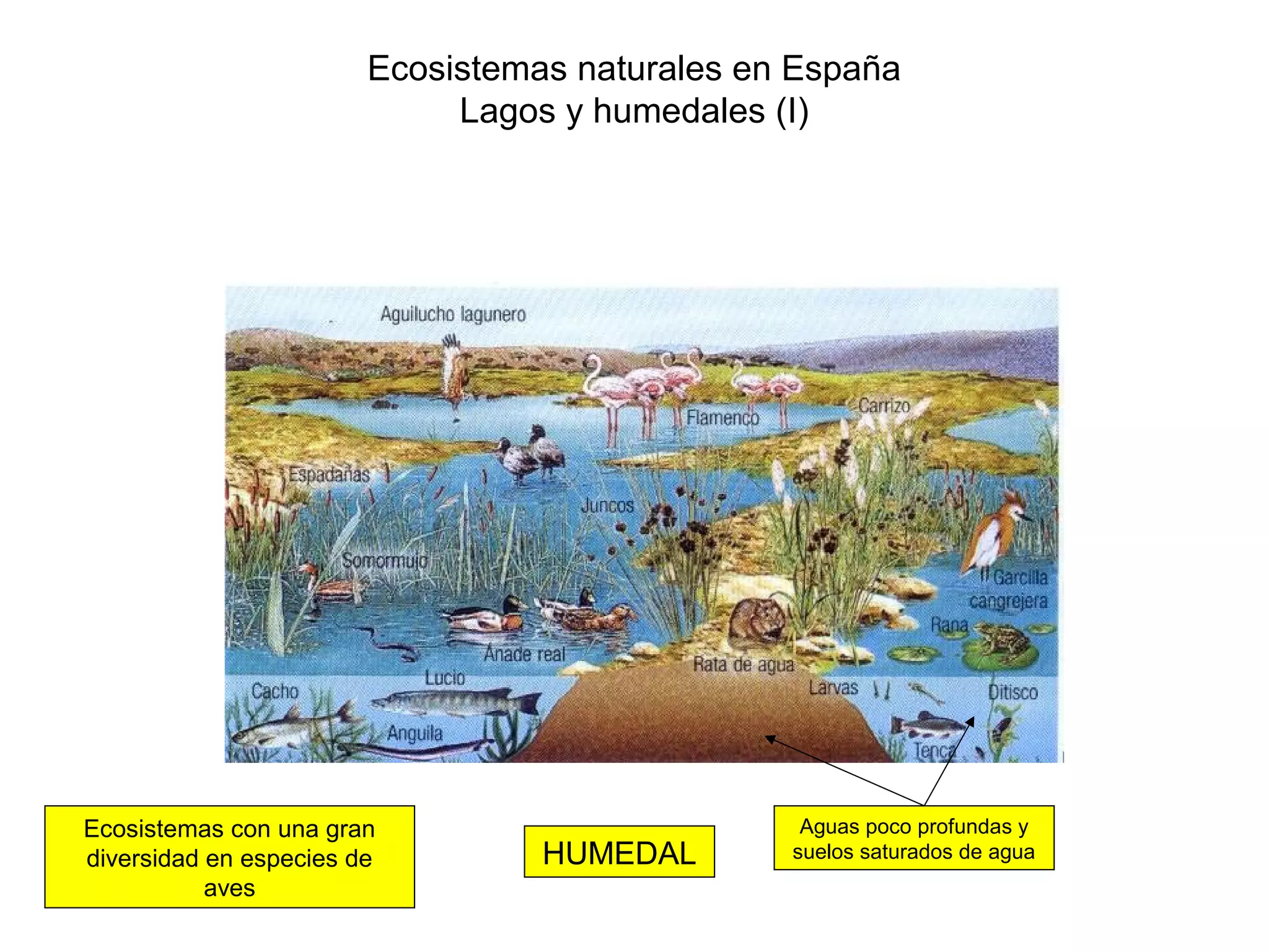 Biomas y ecosistemas españoles | PPT