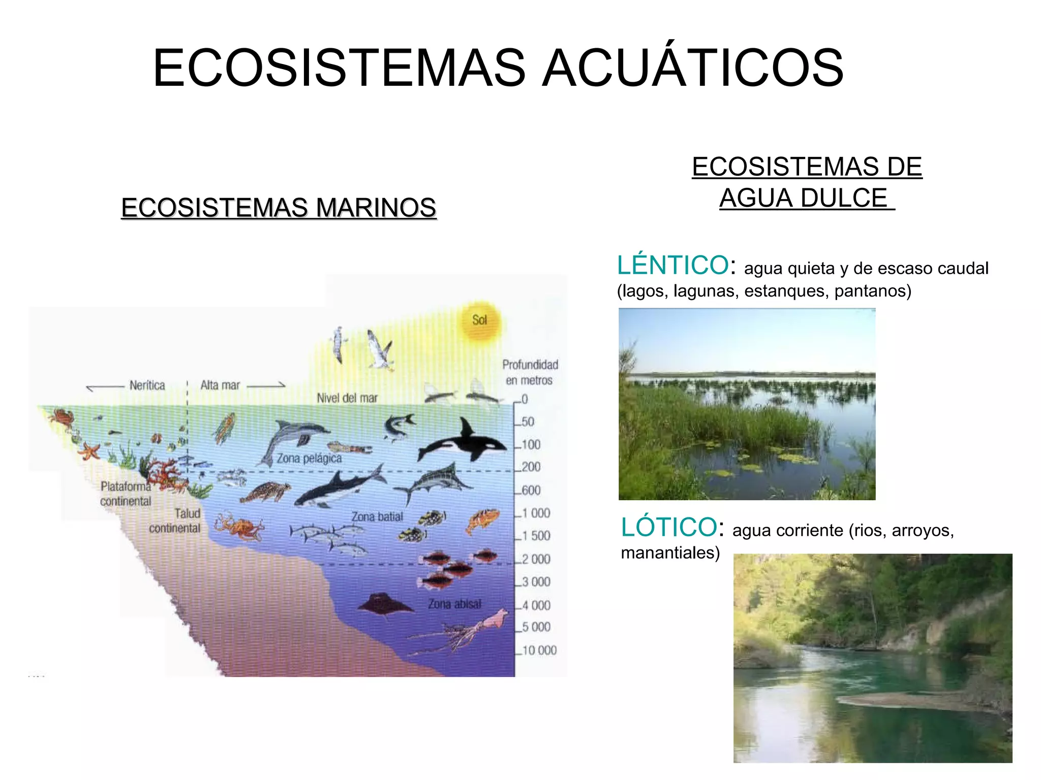 Biomas y ecosistemas españoles | PPT