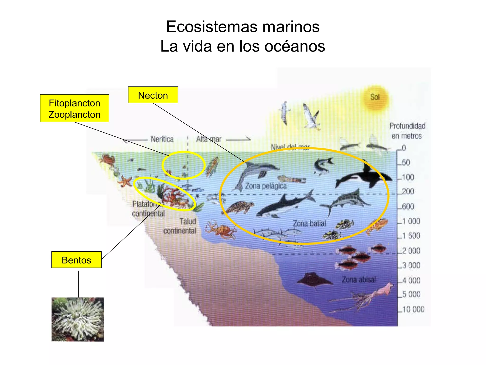 Biomas y ecosistemas españoles | PPT