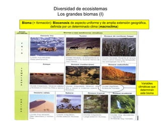 Biomas y ecosistemas españoles | PPT