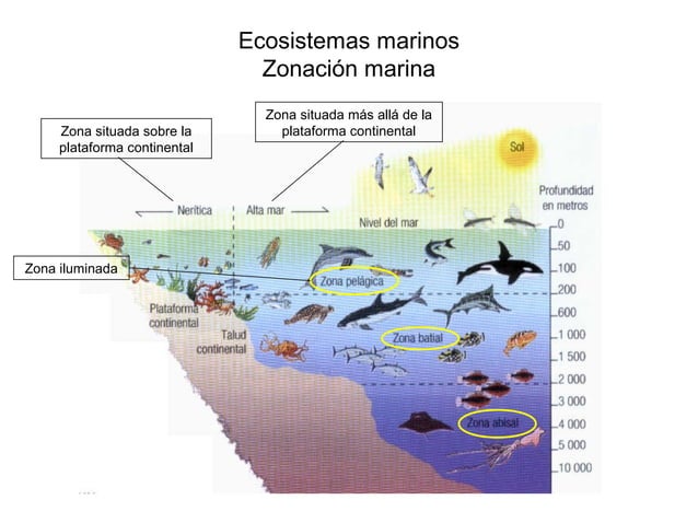 Biomas y ecosistemas españoles | PPT