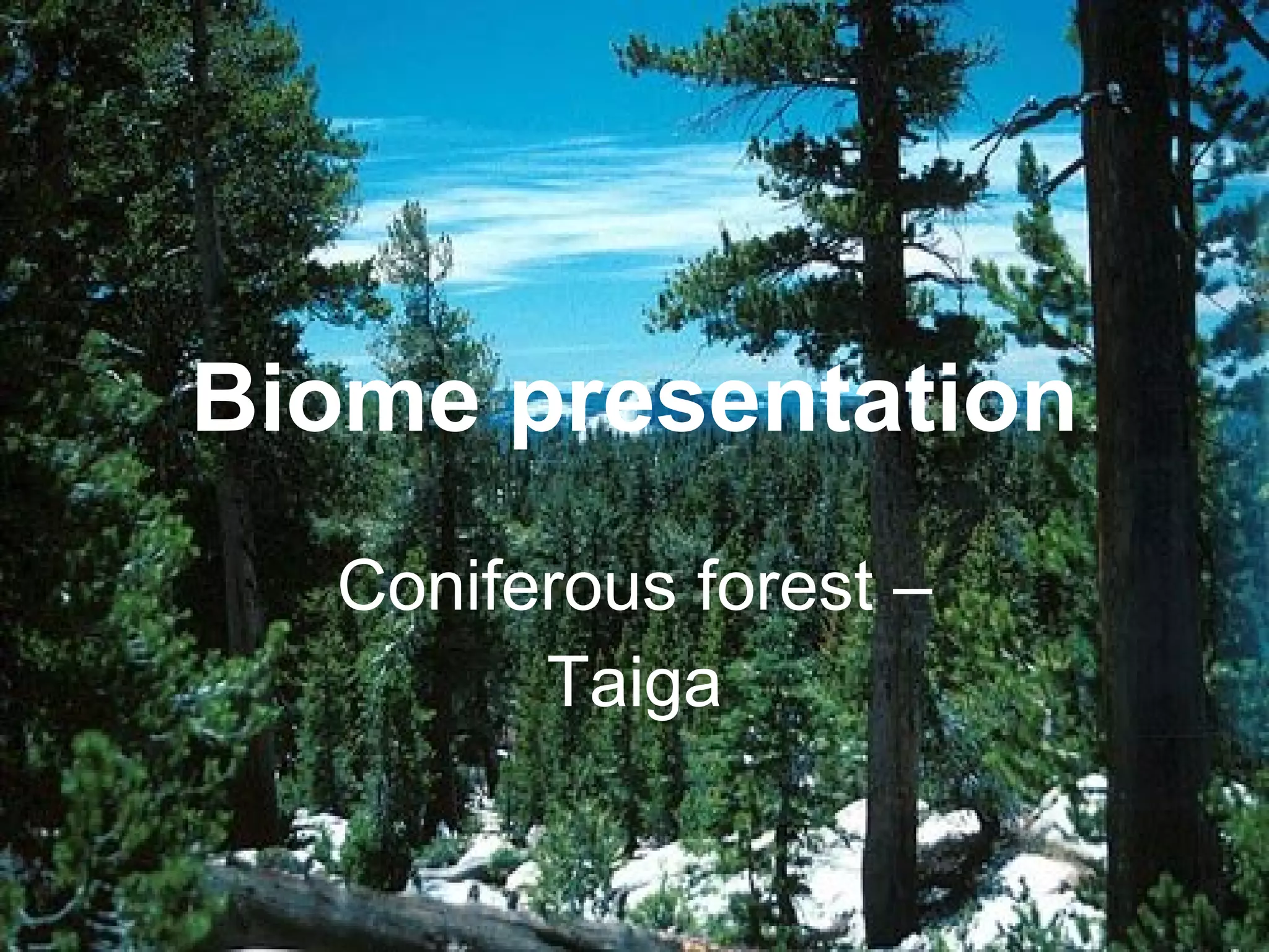 IB Geography - Ecosystems. Biomes - Taiga aka Coniferous forest | PPT ...