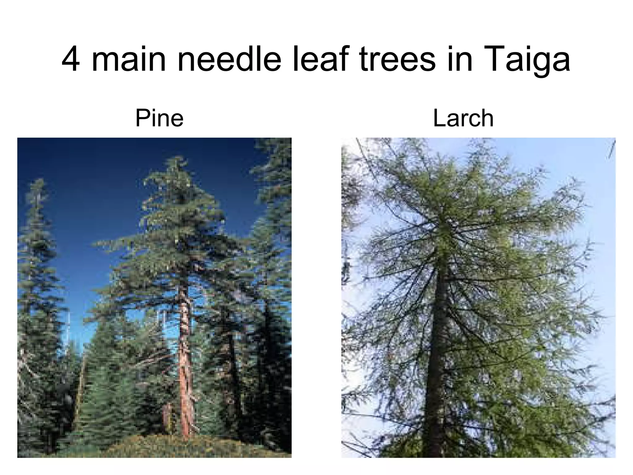 IB Geography - Ecosystems. Biomes - Taiga aka Coniferous forest | PPT